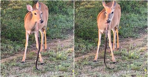 뱀 잘근잘근 씹어 먹는 사슴 희귀 영상사슴도 단백질이 필요해