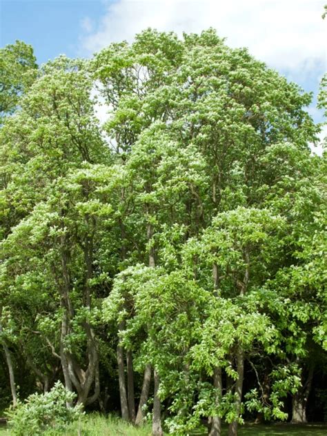 Sassafras Albidum Sassafras Van Den Berk Nurseries
