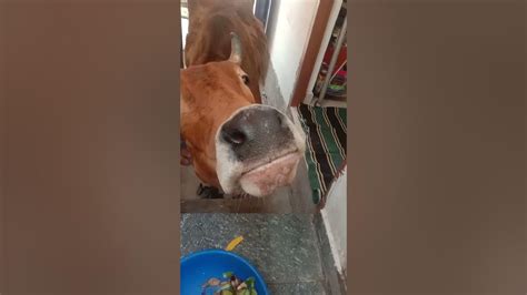 Viralvideo Motivationalandinspiringmusicforsuccesspositivefeelings