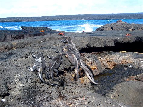 ¿cuando Ir A Isla Isabela Mejor Epoca Tiempo Y Clima Por El Mes