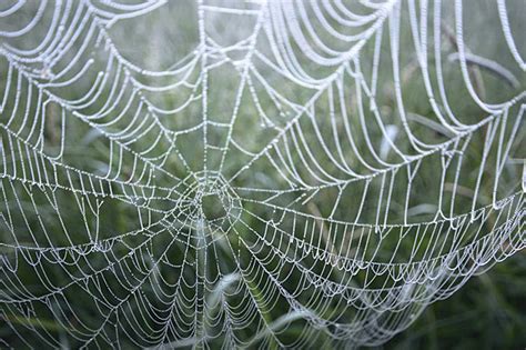 Color Spiderweb Art Goth Element Thread Vector Goth Element Thread Png And Vector With