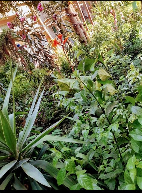 زرع زهراء المعادي