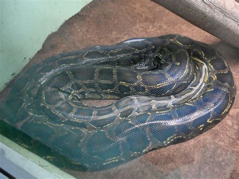 Python Bivittatus Burmese Rock Python In Asa Zoo