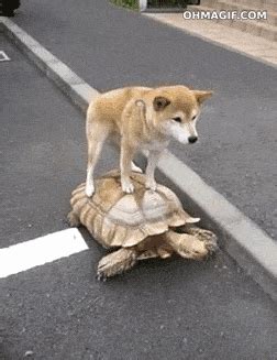 Animals Riding Animals 28 Amazing Photos