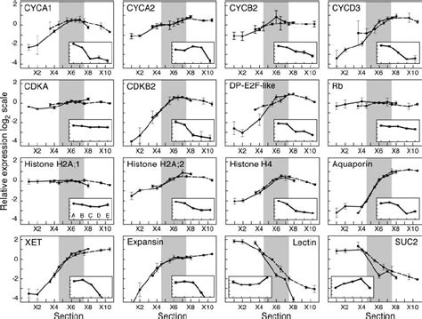 Expression Of Selected Cell CycleRelated Genes Download Scientific Diagram