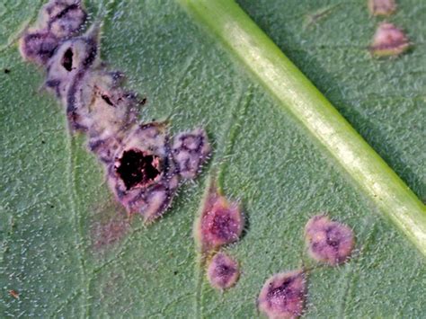 Microbotryum Pustulatum · Inaturalist