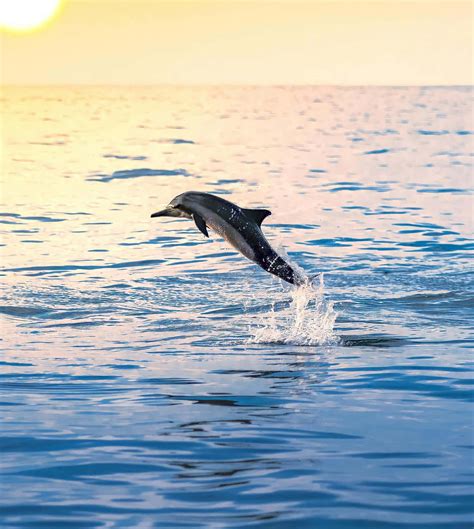 Download Sunset Dolphin Leap Ocean Wallpaper
