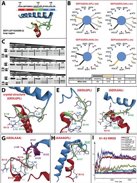 The Role Of SEP3 Loop Structure On PPI A SEP3 Loop Sequence GEDLGPL Download Scientific