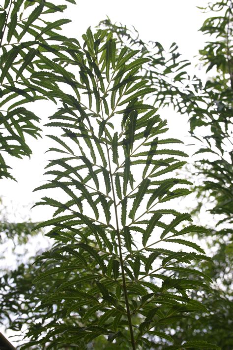 Pterocarya Stenoptera ‘fernleaf Pan Global Plants