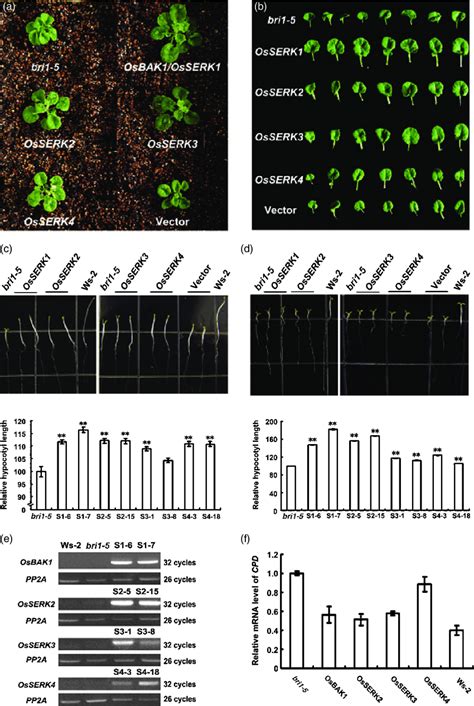 Osbak And Its Homologs Rescue Partially The Arabidopsis Mutant Bri