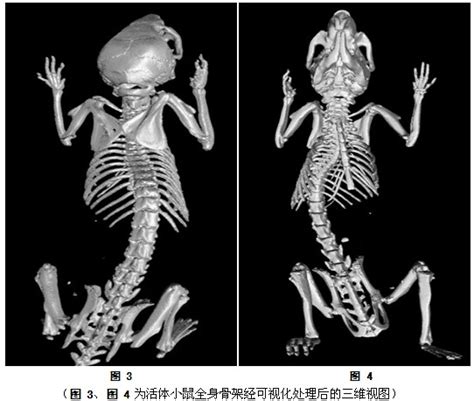 显微ct之活体小鼠骨架成像 生物器材网