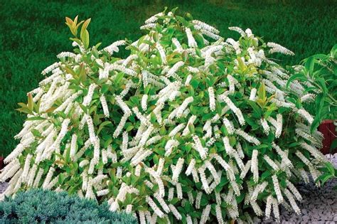 Virginia Sweetspire Shrub Care And Growing Tips Birds And Blooms