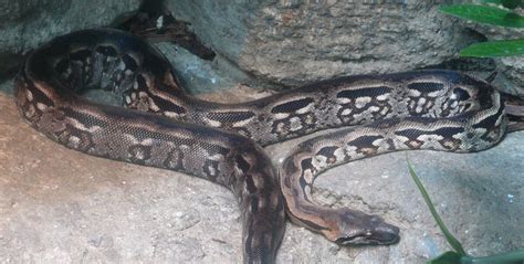 Acrantophis Madagascariensis Wikipedia La Enciclopedia Libre