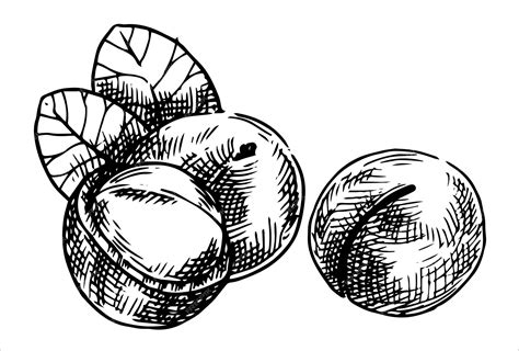 Premium Vector Macadamia Nut Illustration Linear Drawing In Sketch Style