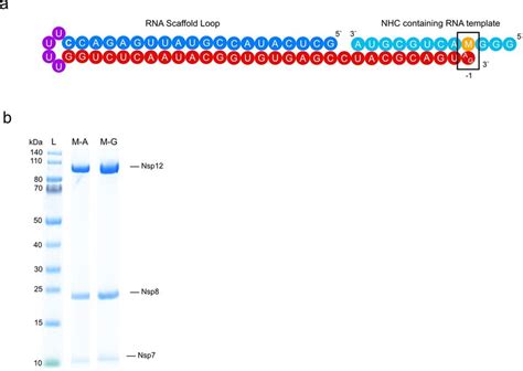 Protein Preparation And Rna Scaffold For Structural Studies A Rna