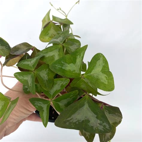 Oxalis Triangularis Silverado Steves Leaves