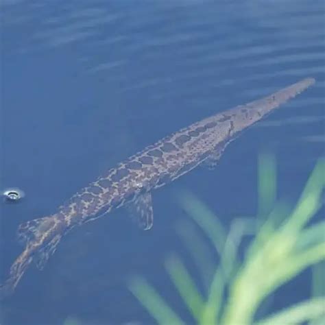 List Of Gar Fish Species Facts Pics And Id Pond Informer