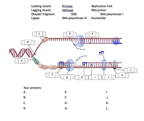 Okazaki Fragments Lagging Strand