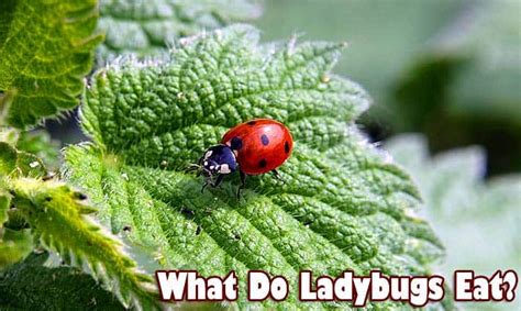 What Do Ladybugs Eat Ladybug Diet By Species Bioexplorer