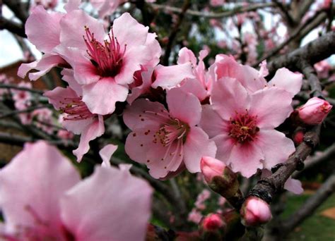 Plum Fruit Tree Flowers