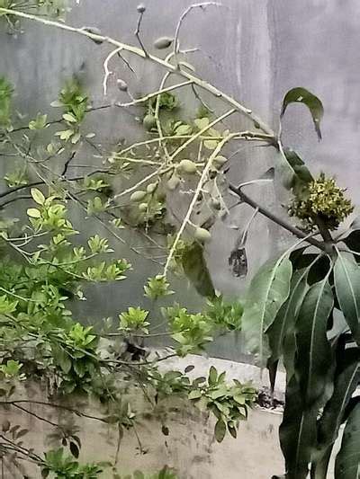 Mango Are Very Small And Got Yellow Community Plantix