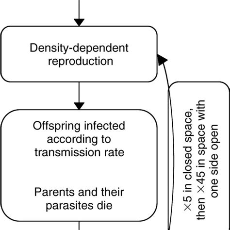 Schematic Of The Spatially Explicit Hostparasite Simulation Model The Download Scientific