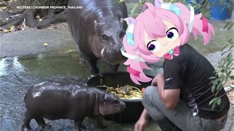 Chibidoki Wants A Moo Deng For Christmas Youtube