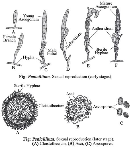 Penicillium Mycelium Conidiophores