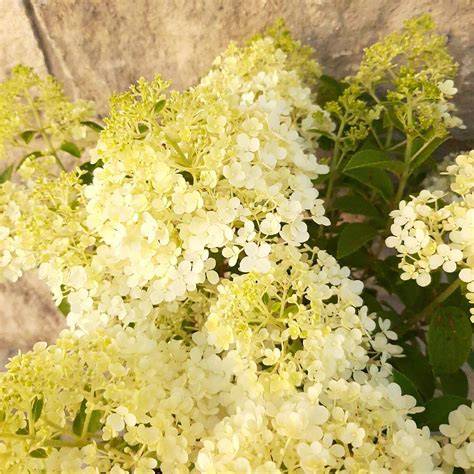 Bobo Hydrangea 2 Gallon Container Grimms Gardens