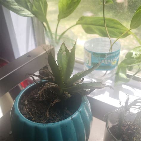 🌸 Step By Step Guide To Agave Flowers