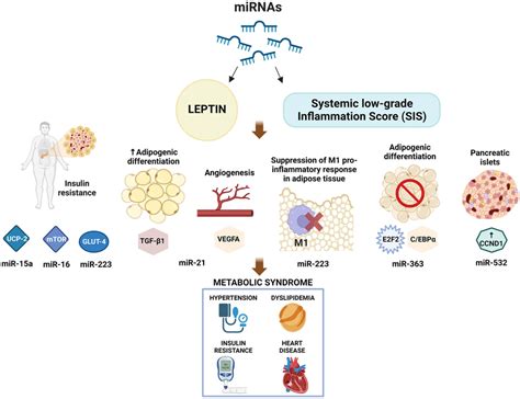 How Micrornas And Their Relationships With Leptin Levels And Systemic