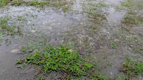 Rainy Day And Extreme Weather Splashes Of Rainwater On Grass And Soil