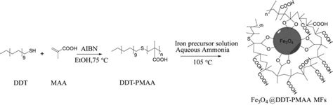 Schematic Illustration Of The Preparation Of Ddt Pmaa Modified Fe3o4 Mfs Download Scientific
