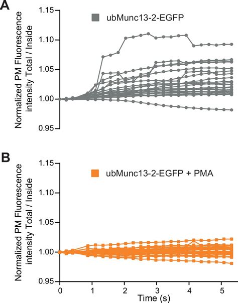 Figures And Data In Phorbolester Activated Munc13 1 And Ubmunc13 2 Exert Opposing Effects On