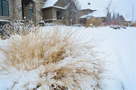 Ornamental Grasses In Winter Should I Cut Them Back Or Leave Them