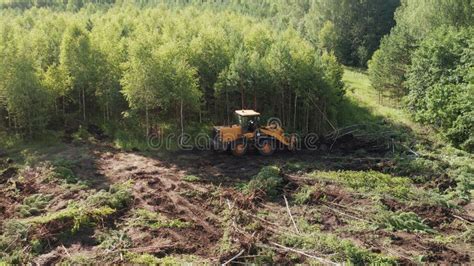 Clearing Fields And Meadows Of Small Forests Cutting Down Trees To Clear Fields For Crops Stock