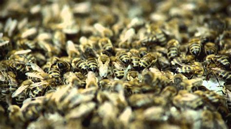 ბახმაროს მთის თაფლი Added A New Photo ბახმაროს მთის თაფლი