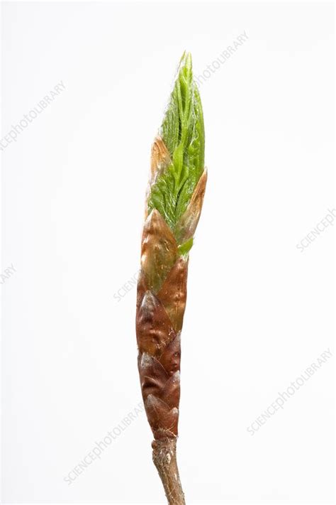 Fagus Sylvatica Leaf Bud Opening Stock Image C0115627 Science