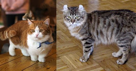 킨카로우 짜리몽땅하고 귀가 접힌 희귀한 고양이 비마이펫 라이프