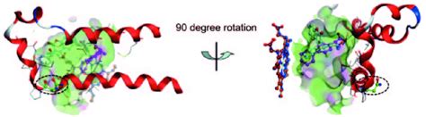 Position Of The Mutation Site And Substrate Binding Pocket Left F G