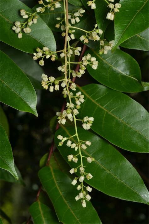 Toona Ciliata Toon Plant Details Worldfloradb