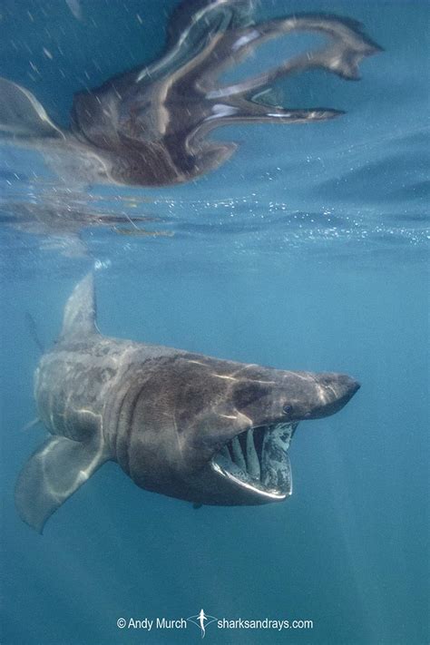 Basking Shark Cetorhinus Maximus