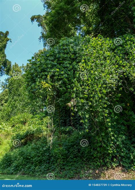 Kudzu Smothering Native Plants In North Carolina Stock Image Image Of