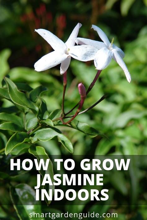 How To Grow Jasmine Indoors Read My Complete Guide To Jasmine Plant Care At Smartgardenguide