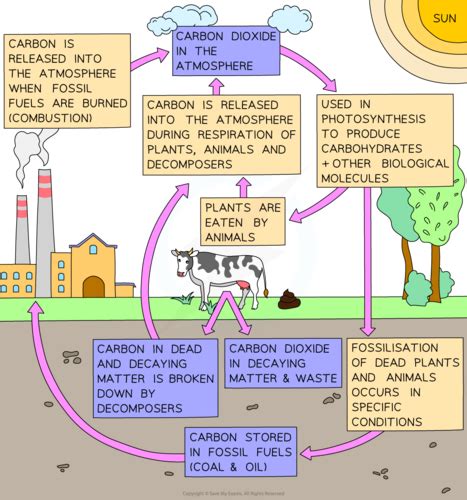 Biology Paper 2 Flashcards Quizlet