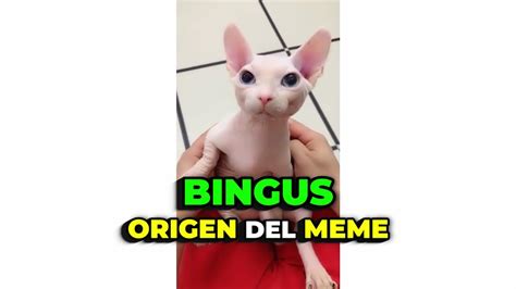 Bingus Origen Y EvoluciÓn Del Meme La Historia Real DetrÁs Del Gato Esfinge MÁs Viral Youtube