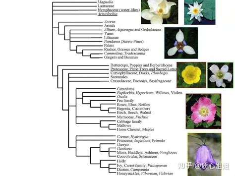 怎样从零开始学习植物学？ 知乎