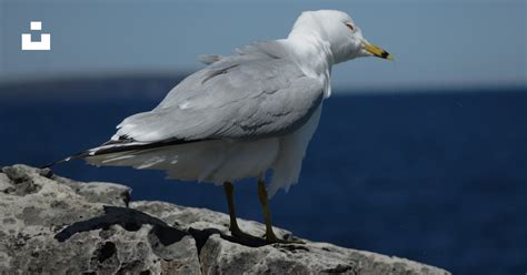 바다 근처 바위 위에 서 있는 갈매기 사진 Unsplash의 무료 회색 이미지