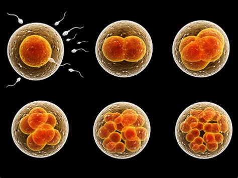 Haploid Vs Diploid Cells All Info All The Differences