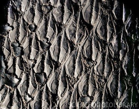 Tree Bark Fossil Science Photo Library Fossils Fossil Tree Bark